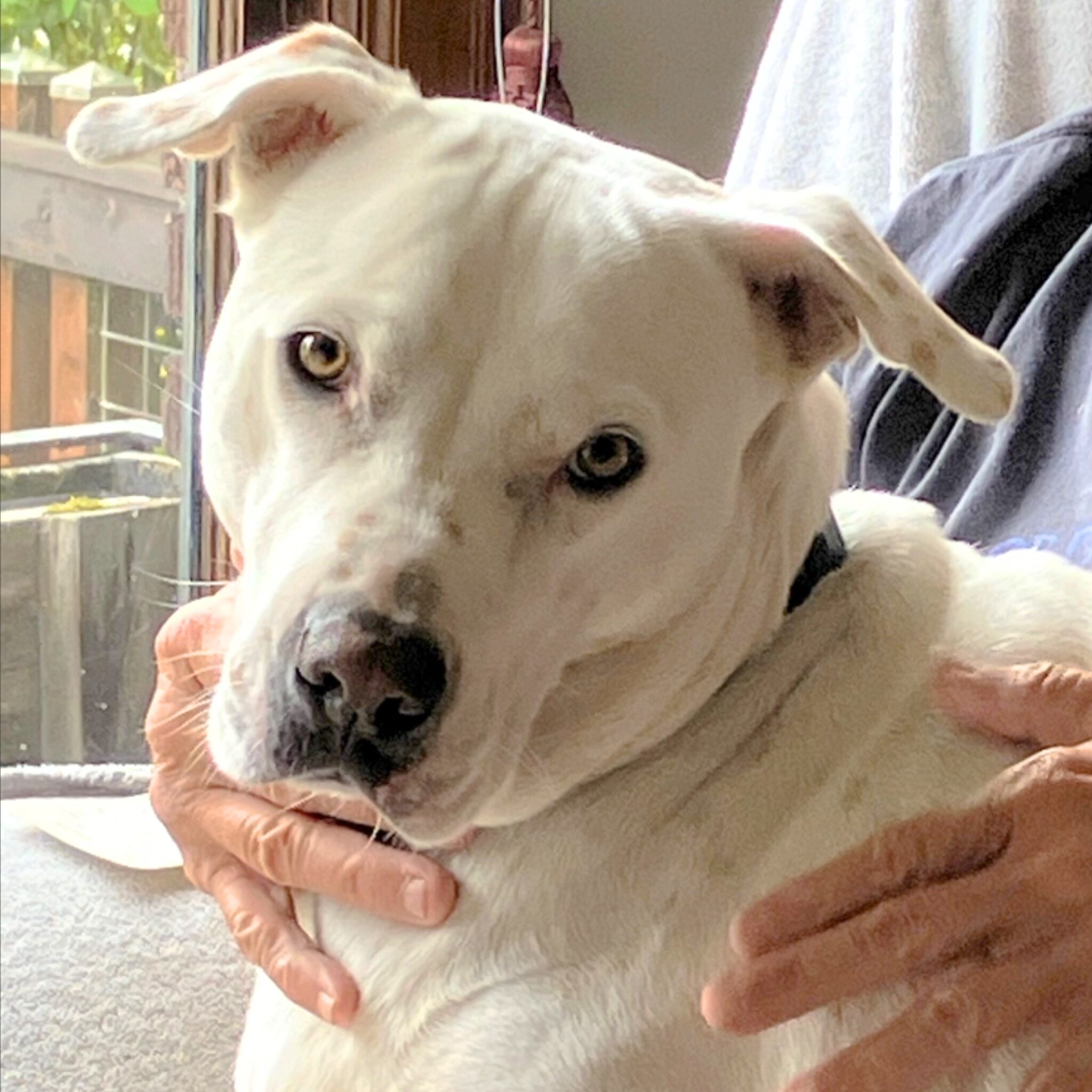 Available Dogs – Cortez Rescue