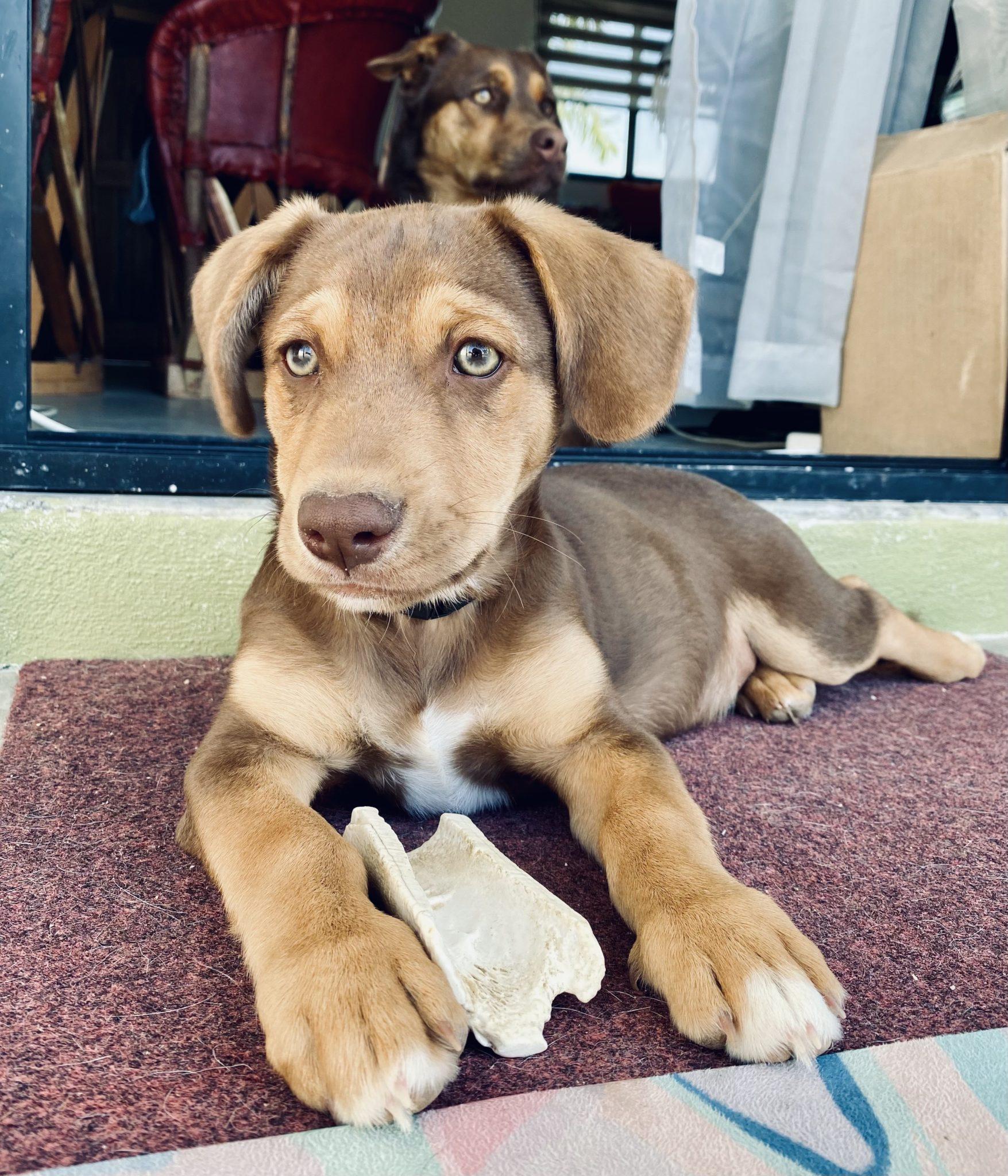 Recovery Room Dogs – Cortez Rescue and Outreach