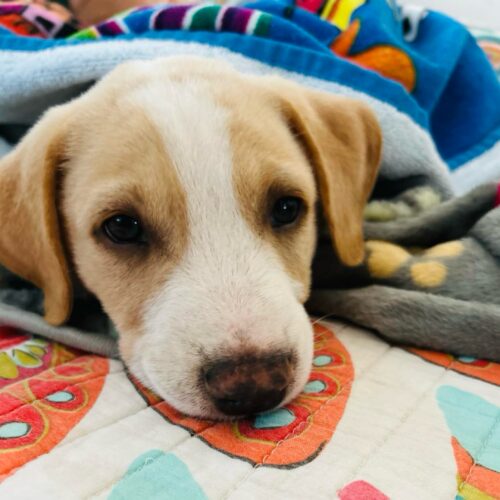 Sunny – Cortez Rescue